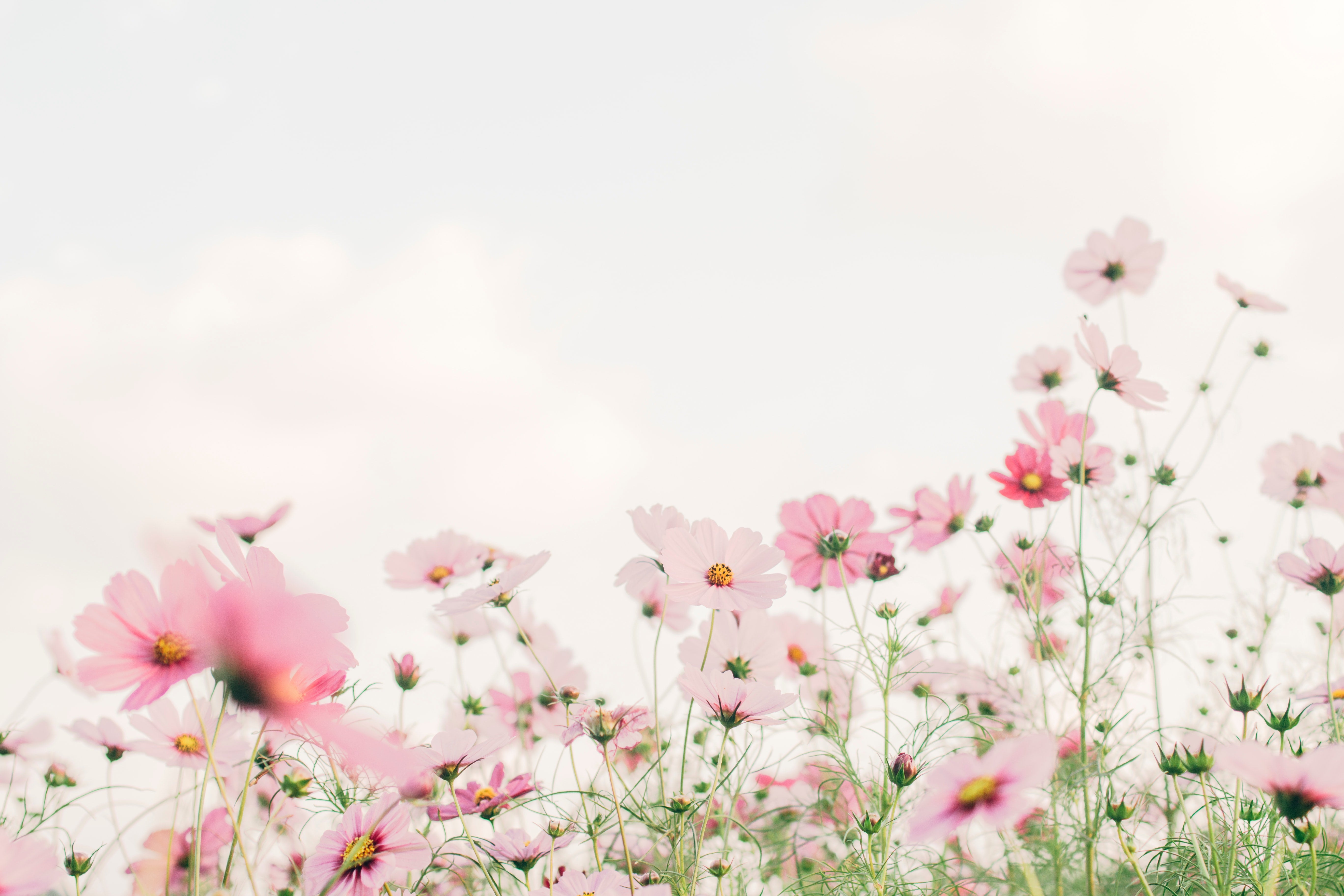 Dealing with Grief and Loss - Spring Will Come | laurelbox