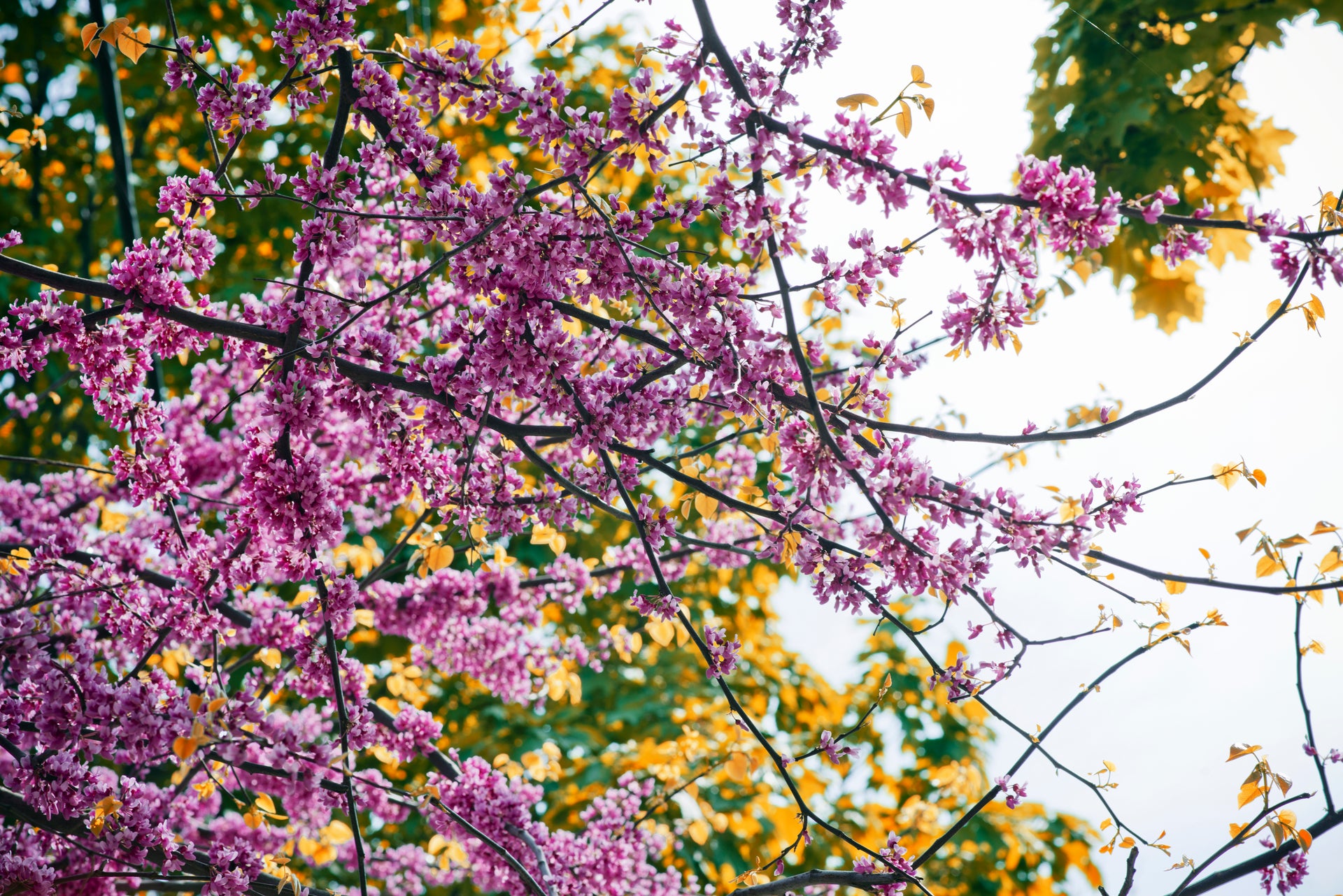Spring-Themed Sympathy Gifts for Comfort & Healing | laurelbox